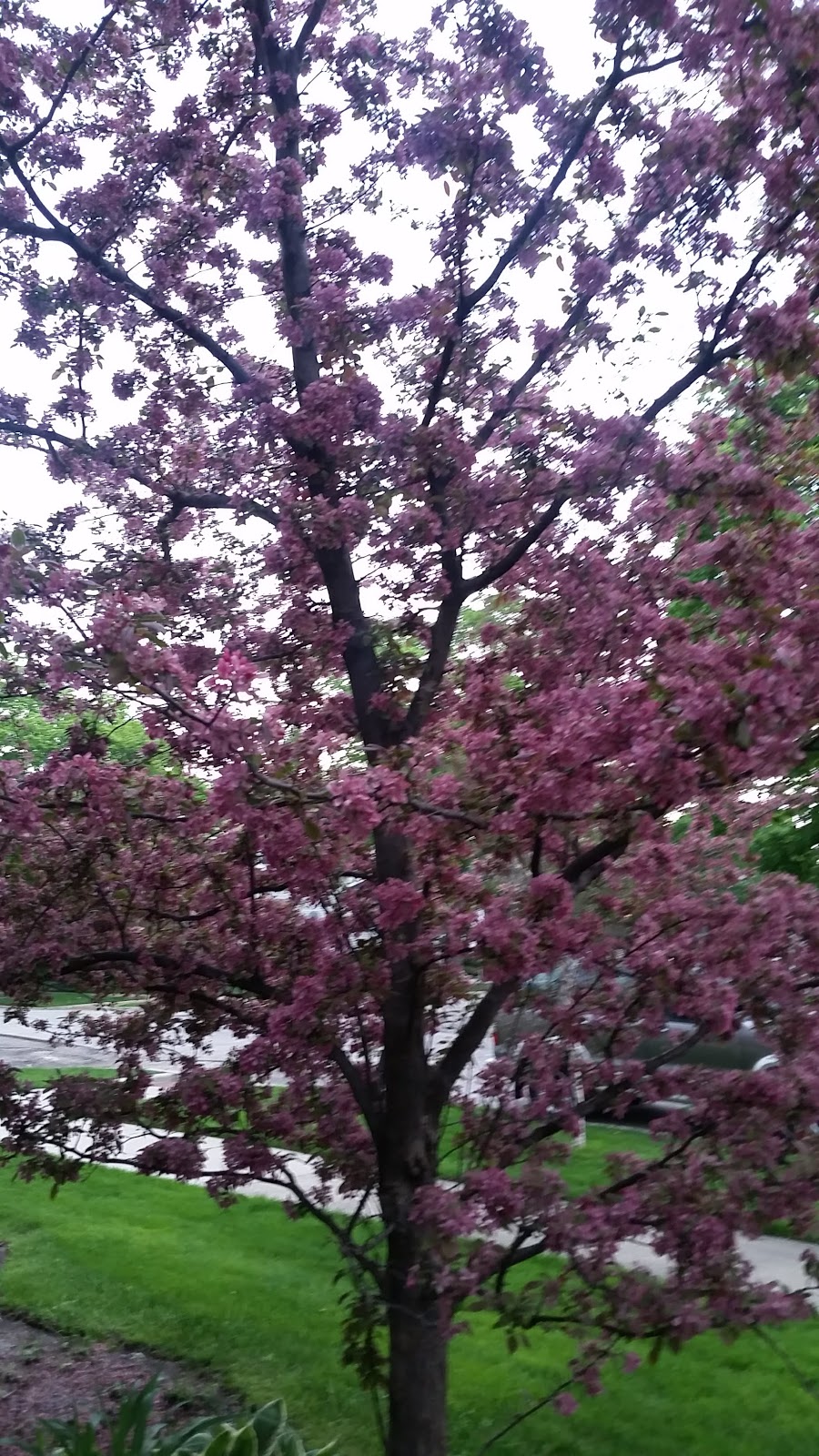 Urban Girl Landscapes: Prairie Fire Crabtree in bloom