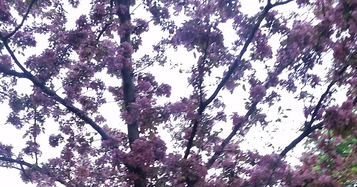 Urban Girl Landscapes: Prairie Fire Crabtree in bloom