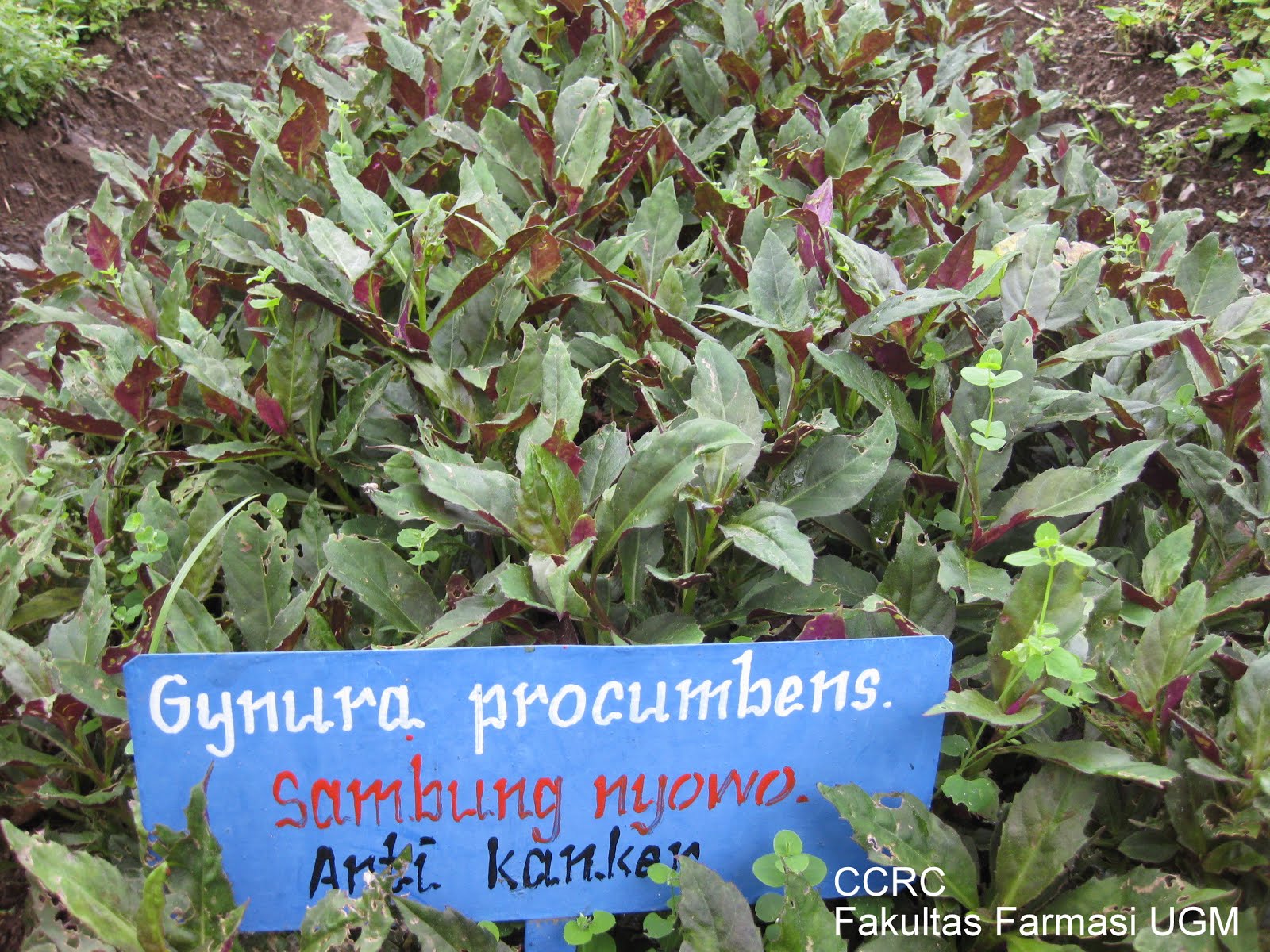 Gema Wirausaha: Budidaya Tanaman Sambung Nyawa