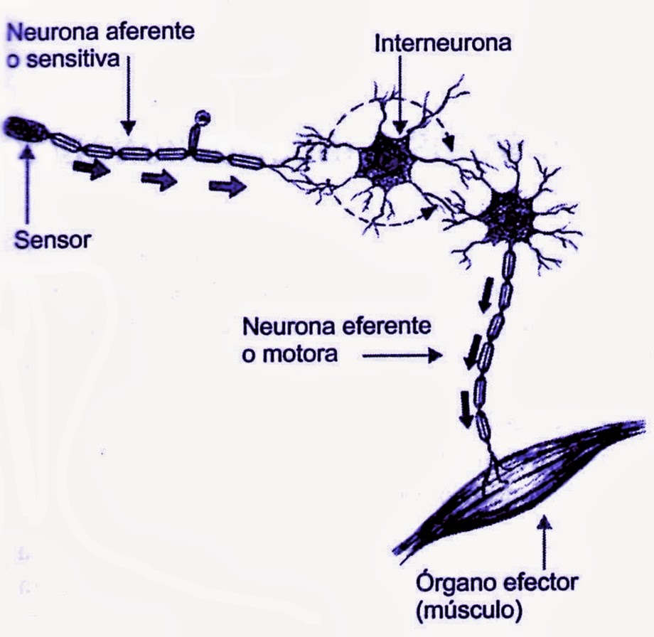 Concepto de reflejo y arco reflejo. Tipos de reflejo