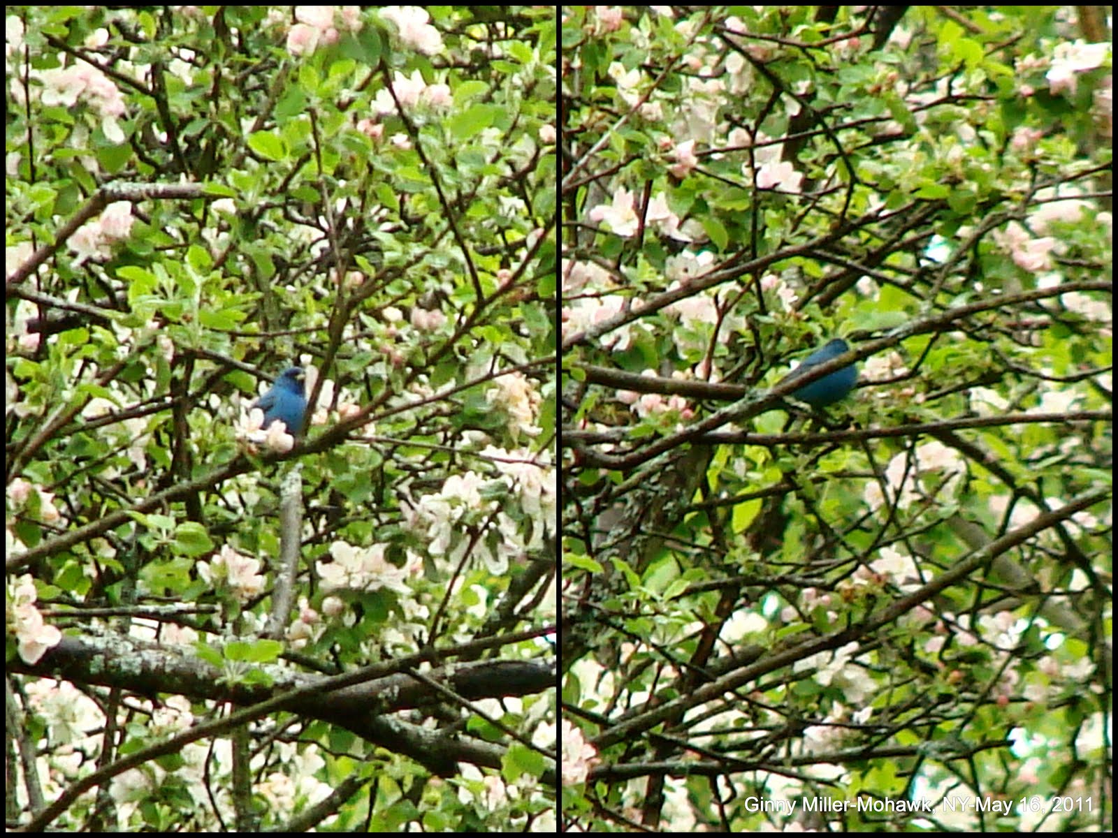 Photography By Ginny: May 16th Photos-Unknown Birds-Help