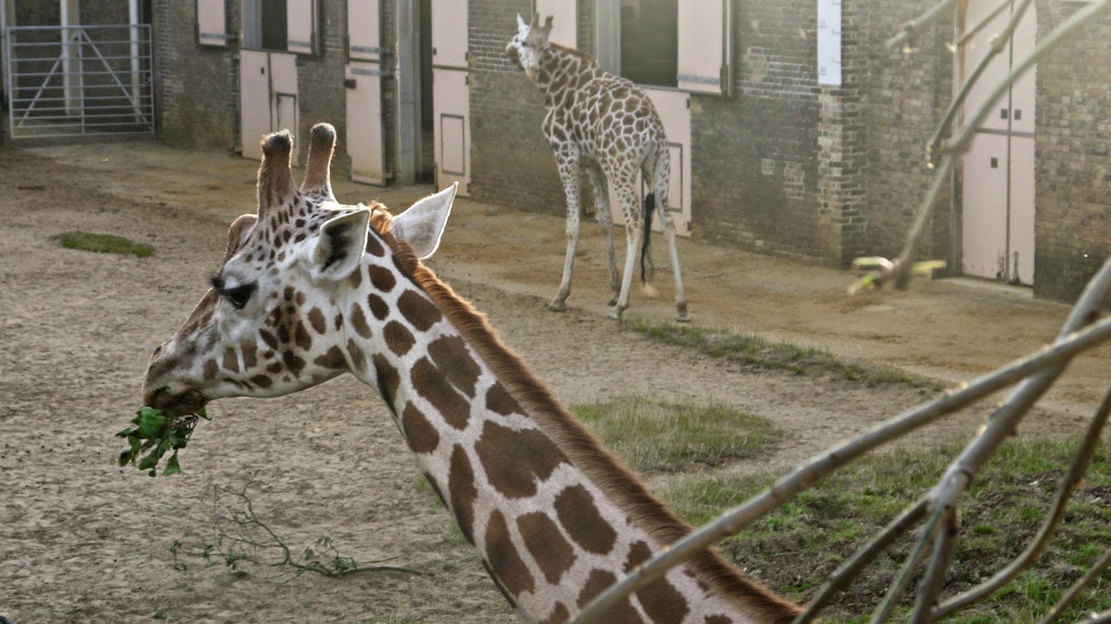 Friday Night at London Zoo Lates. - Lux Life London