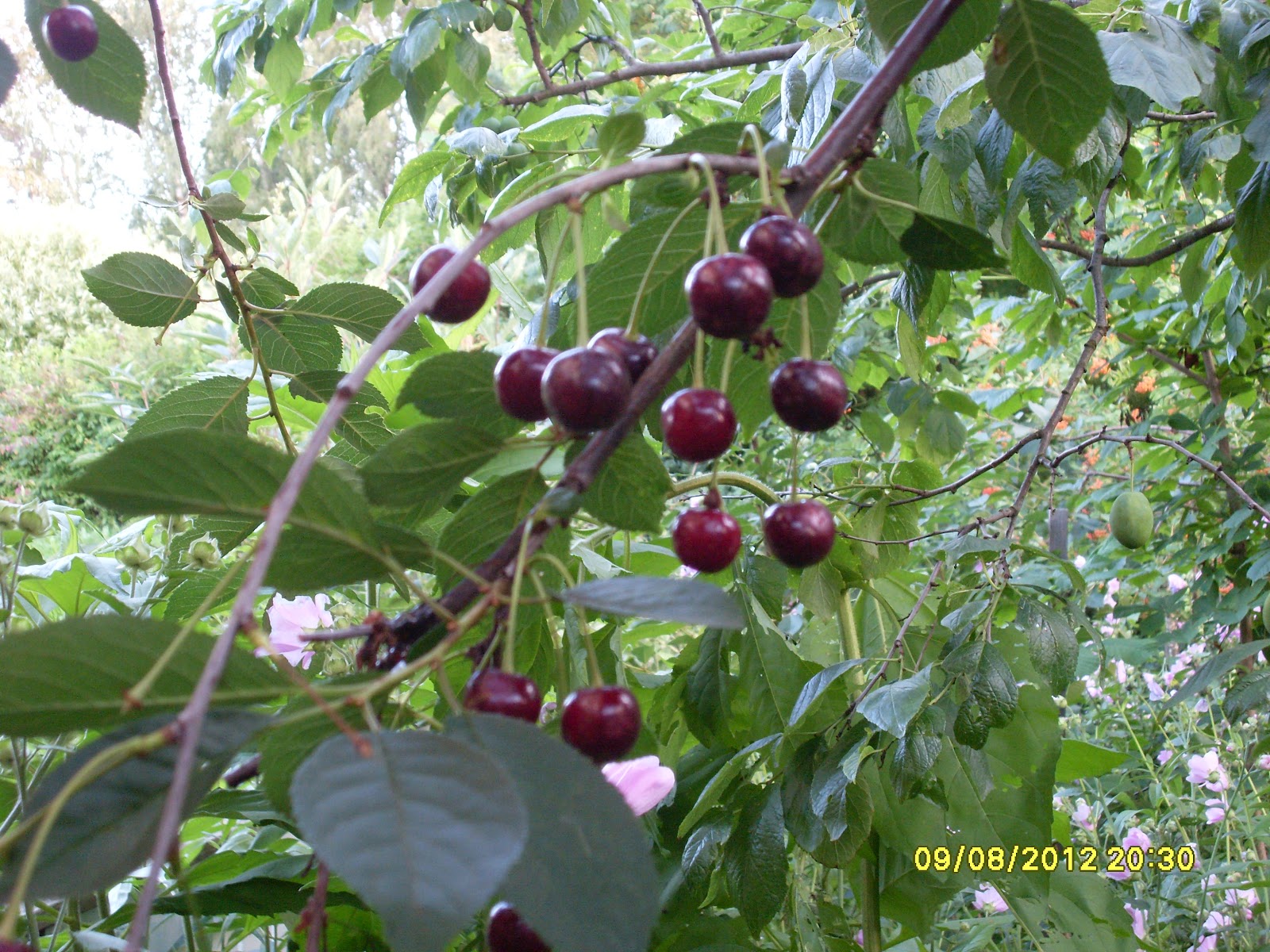 Puutarhakauppias Tampereelta taimikauppiaana puutarha- ja taimien ...