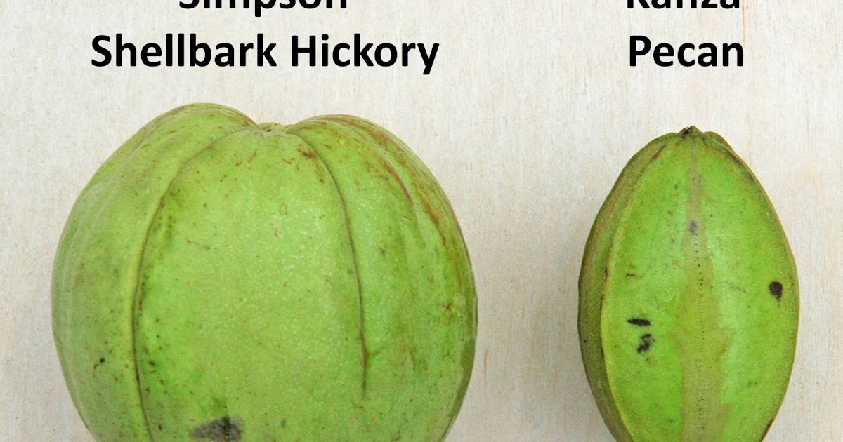 Northern Pecans: Nut Development: Shellbark hickory vs. Pecan