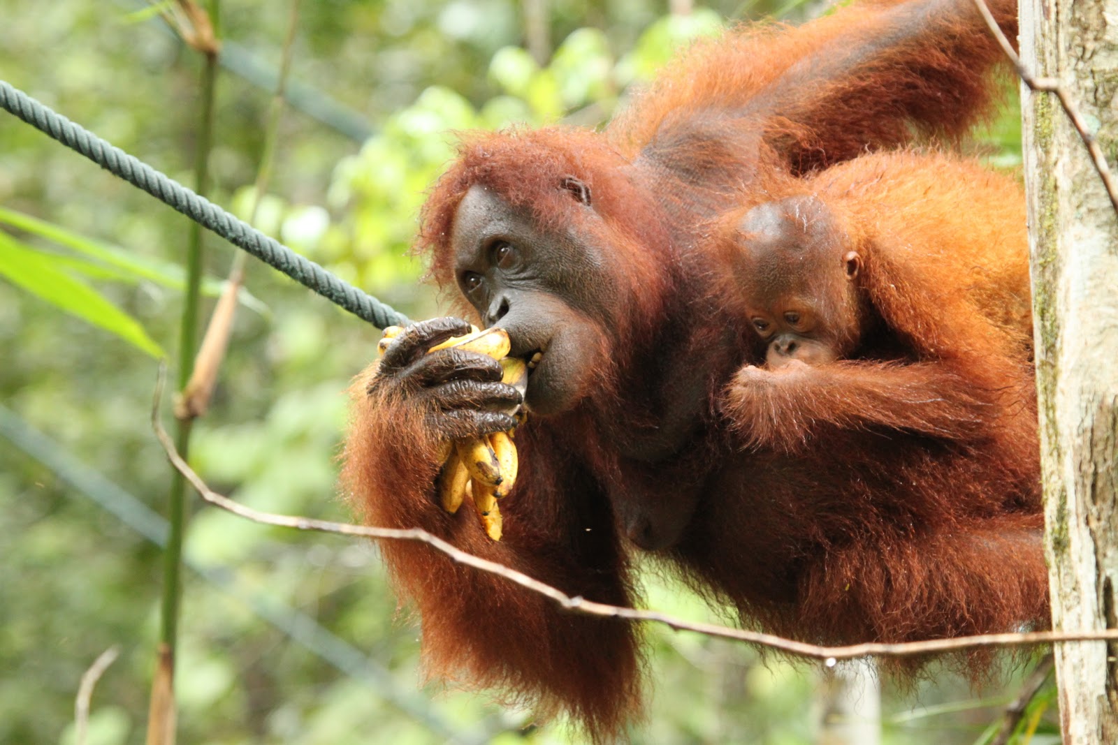Run Wild Run Free : BORNEO ~ Of Orangutans & a Wild, Beautiful ...