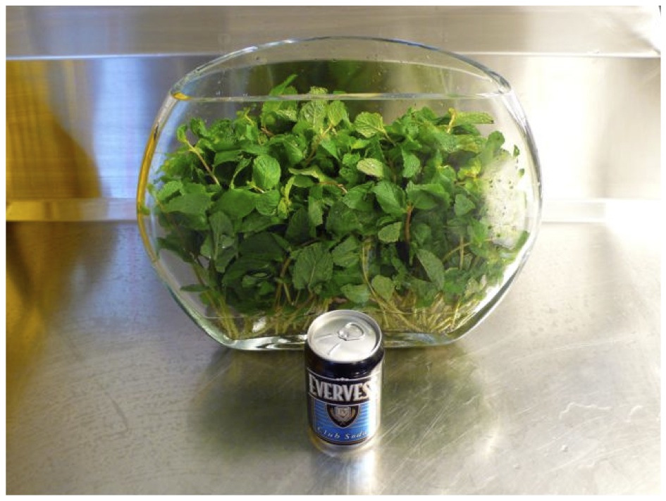 How to prepare mint