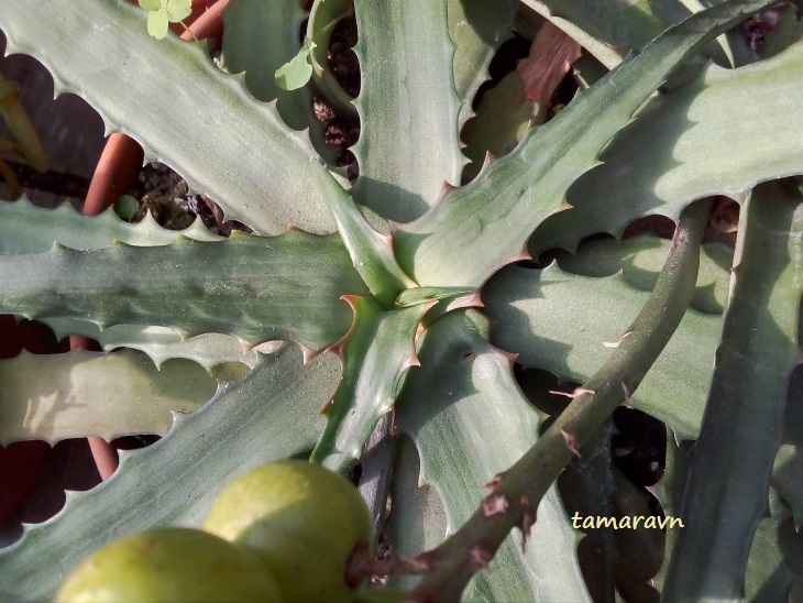 Всё о бегониях и не только...: Ломатофиллум лимонный / Алоэ лимонное ...