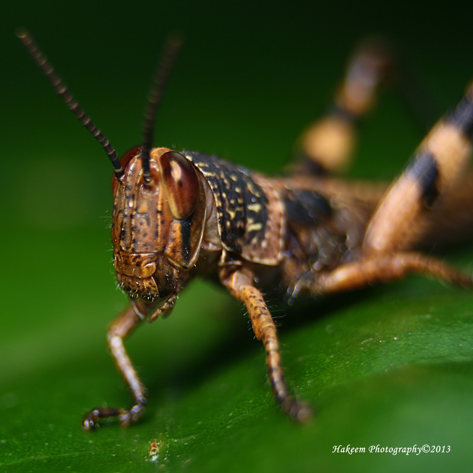 Grasshopper