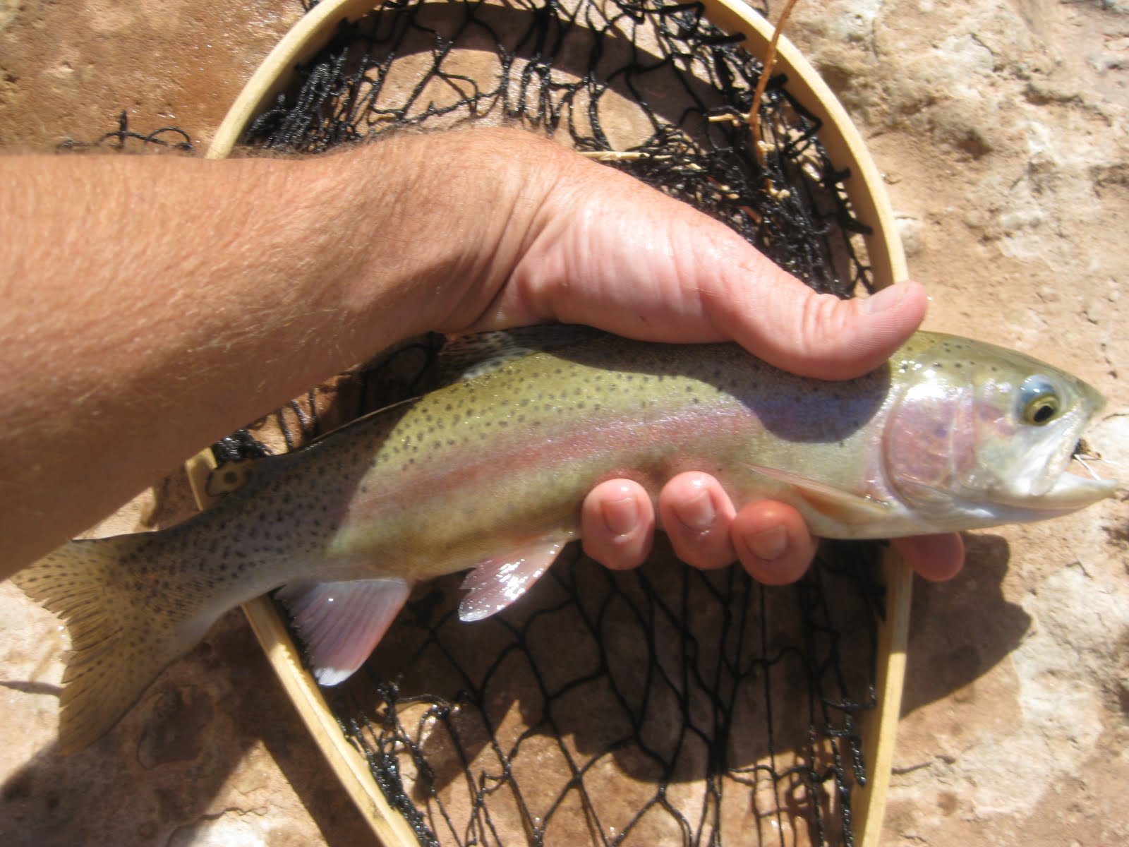 SOUTHWEST ANGLER: GRAND CANYON
