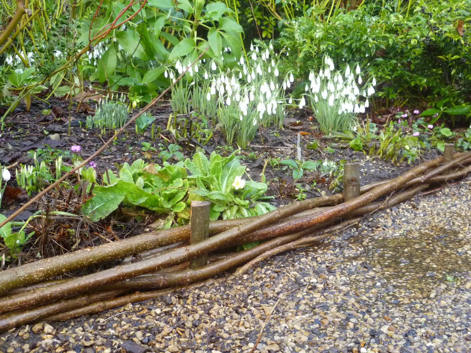 Worcester College Gardeners 2009-2018: Coppicing Hazel And Silver Birch