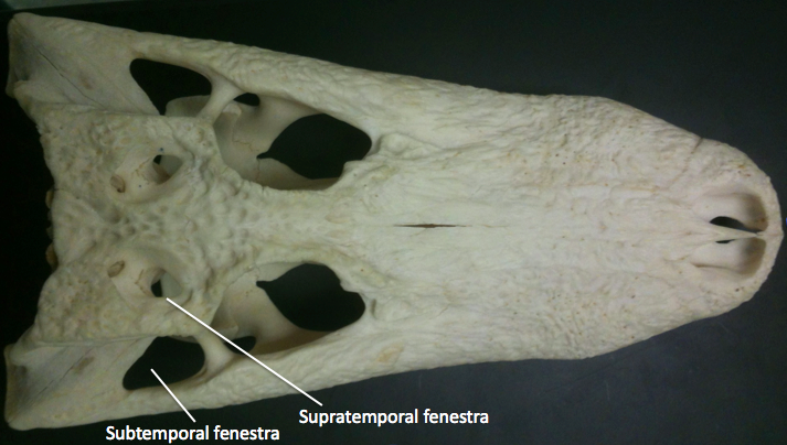 Biology of the Reptilia: Lab 1: Reptile Development and Anatomy: Dan ...