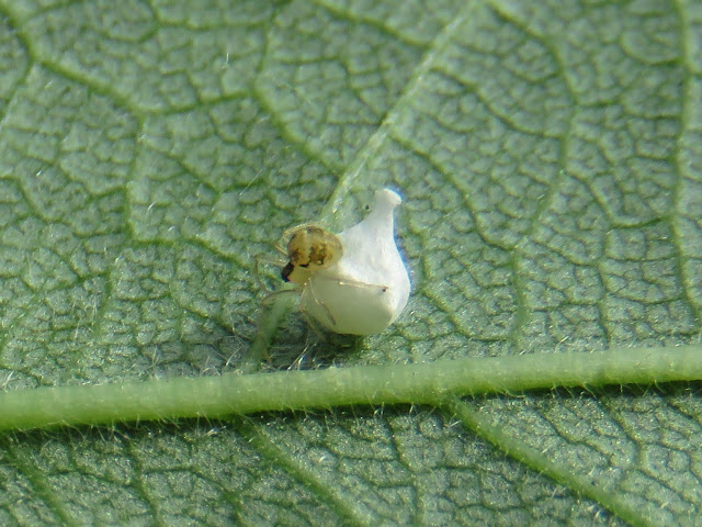 BugBlog: Sputnik spider and egg sacs