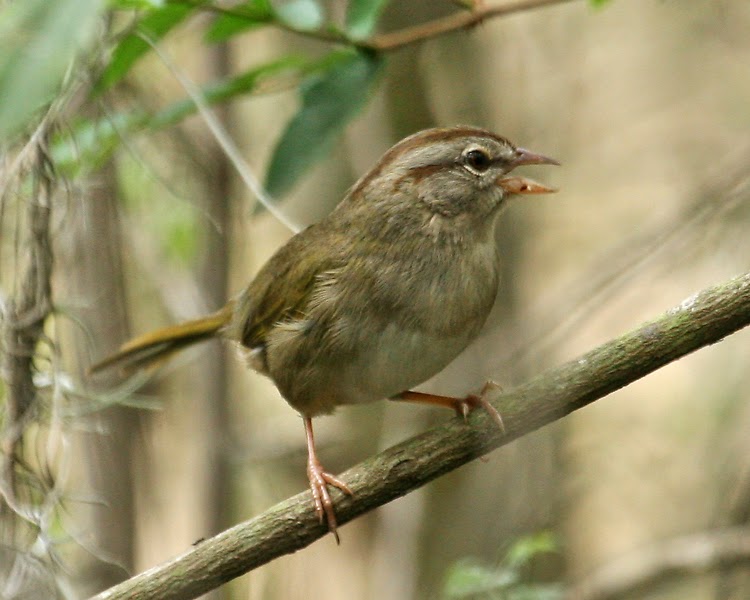 The Olive Sparrow - cuteanimalsworld
