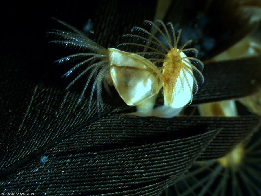 The Natural History of Bodega Head: Pelagic barnacles attached to a...