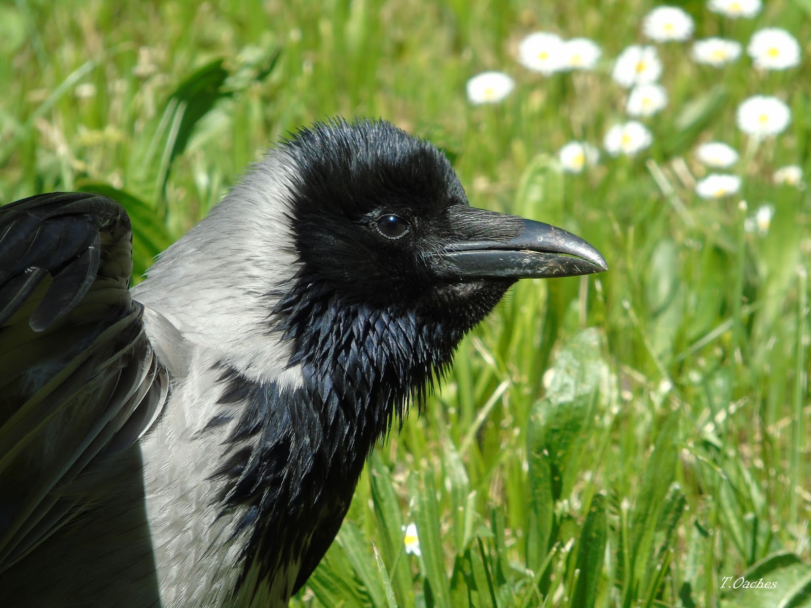 PASARI DIN ROMANIA: CIOARA GRIVA, Corvus cornix