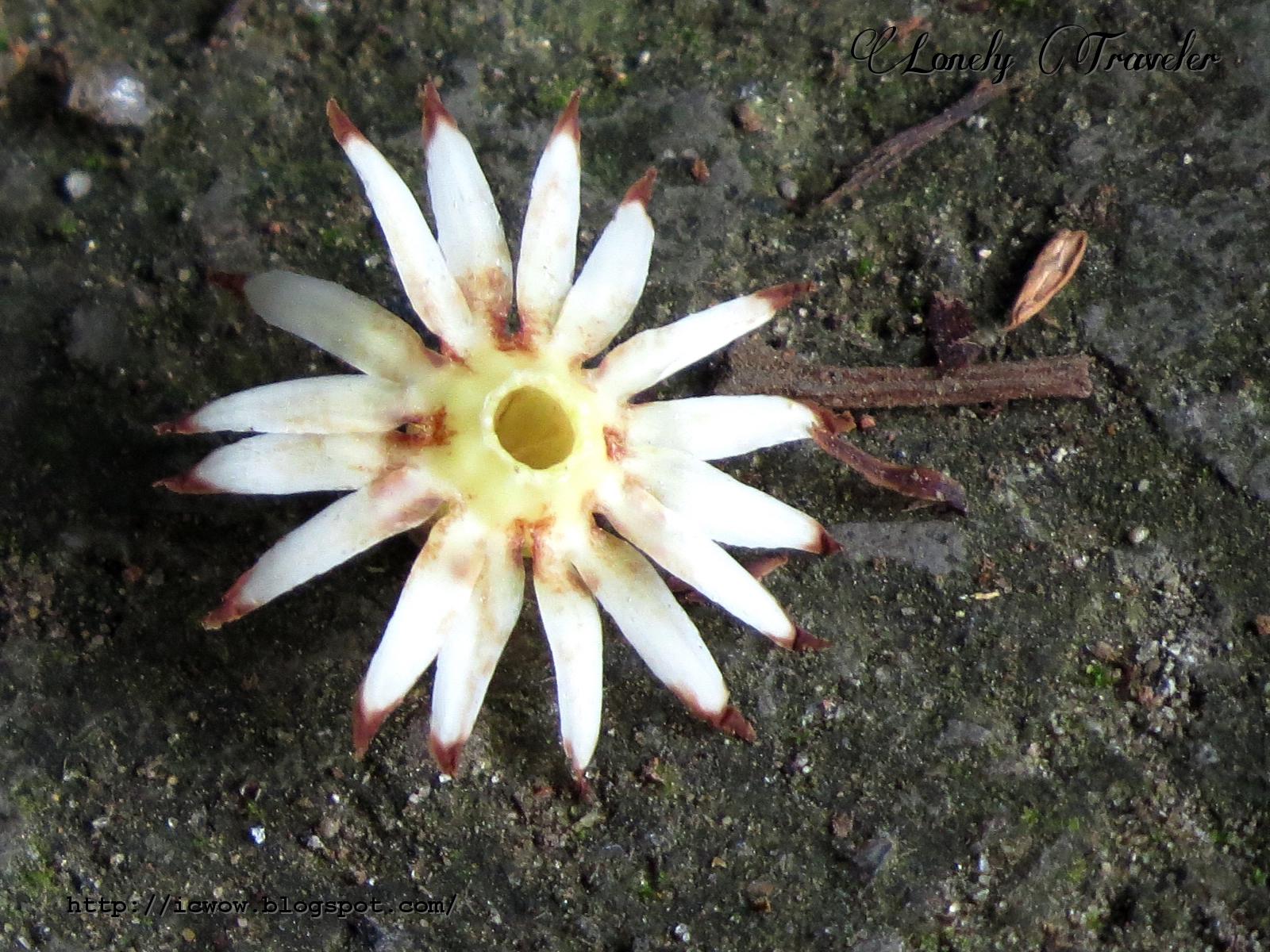 Spanish Cherry - Mimusops elengi