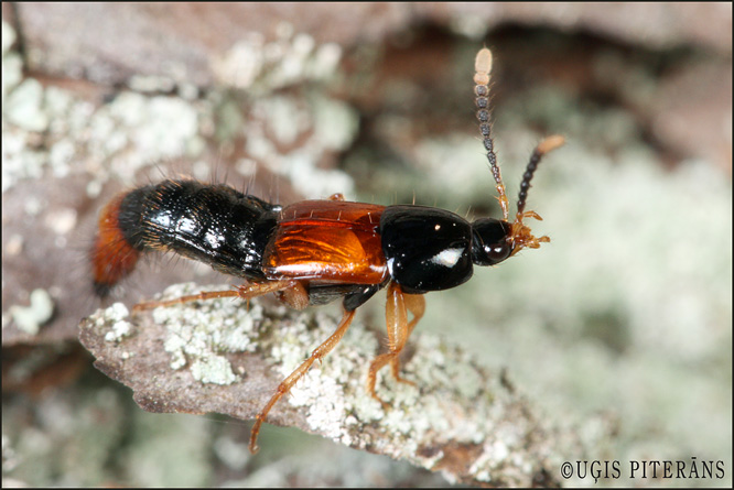 Uģa Piterāna dabas foto blogs: Dienas Vabole - Bolitobius cingulatus