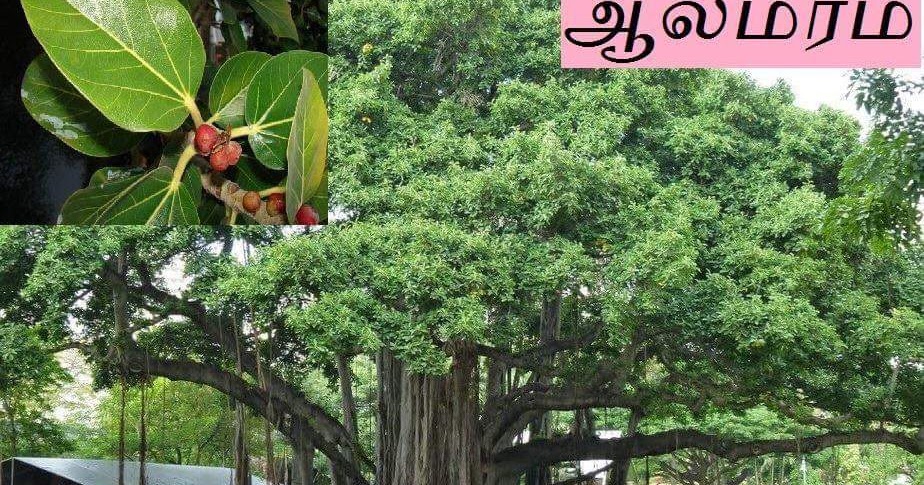 Viral news: ஆல மரத்தின் பயன்கள், uses of Banian Tree