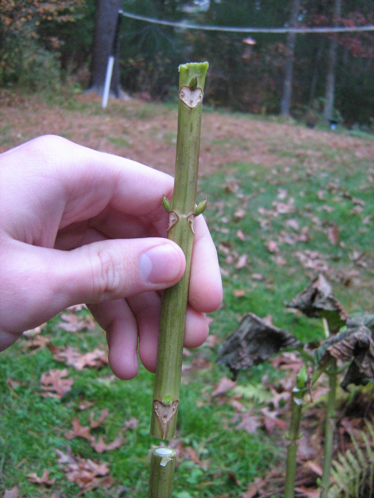 growing from scratch: Hardwood cuttings!