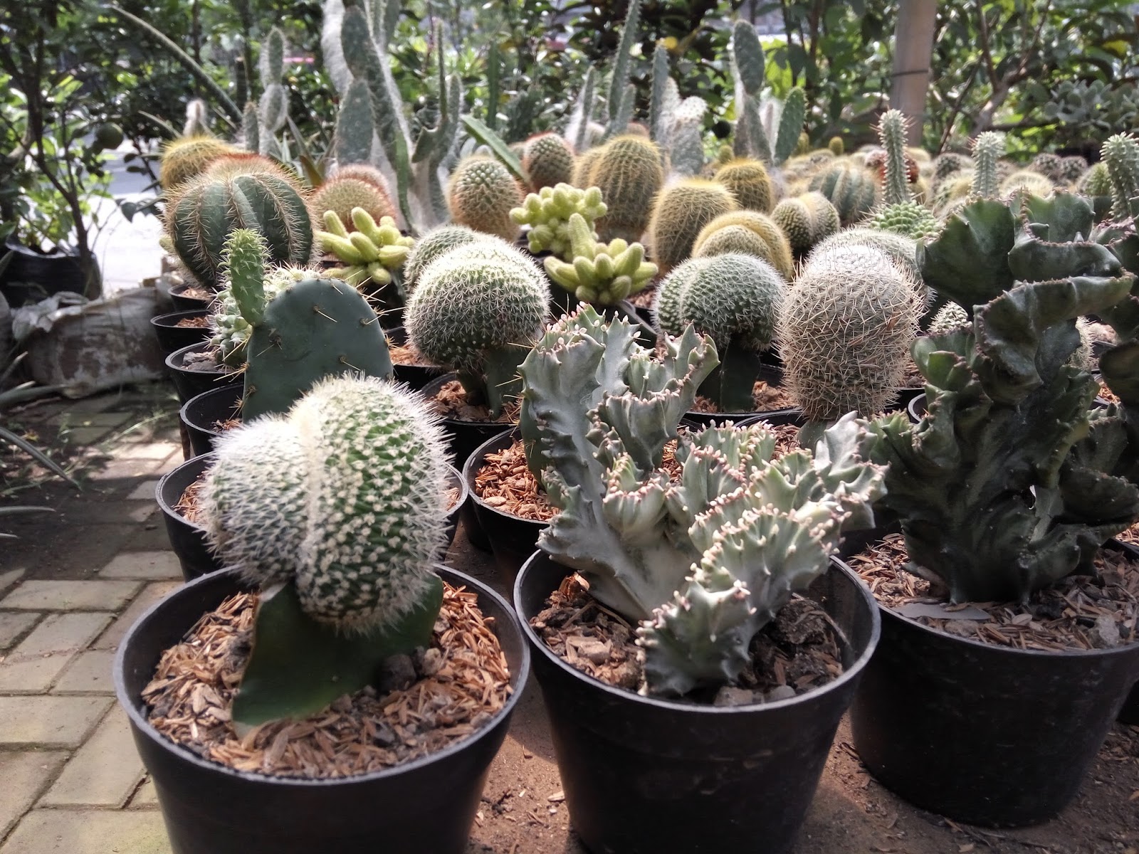 ANEKA SARI: KAKTUS MINI (tersedia di ANEKA SARI)