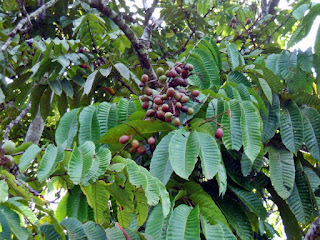Mengenal buah matoa - BUDIDAYAKU