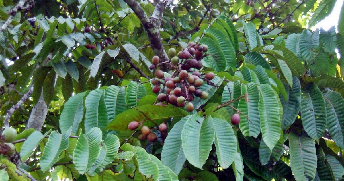 Mengenal buah matoa - BUDIDAYAKU