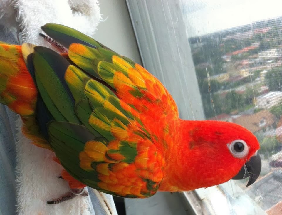 Red factor sun conure