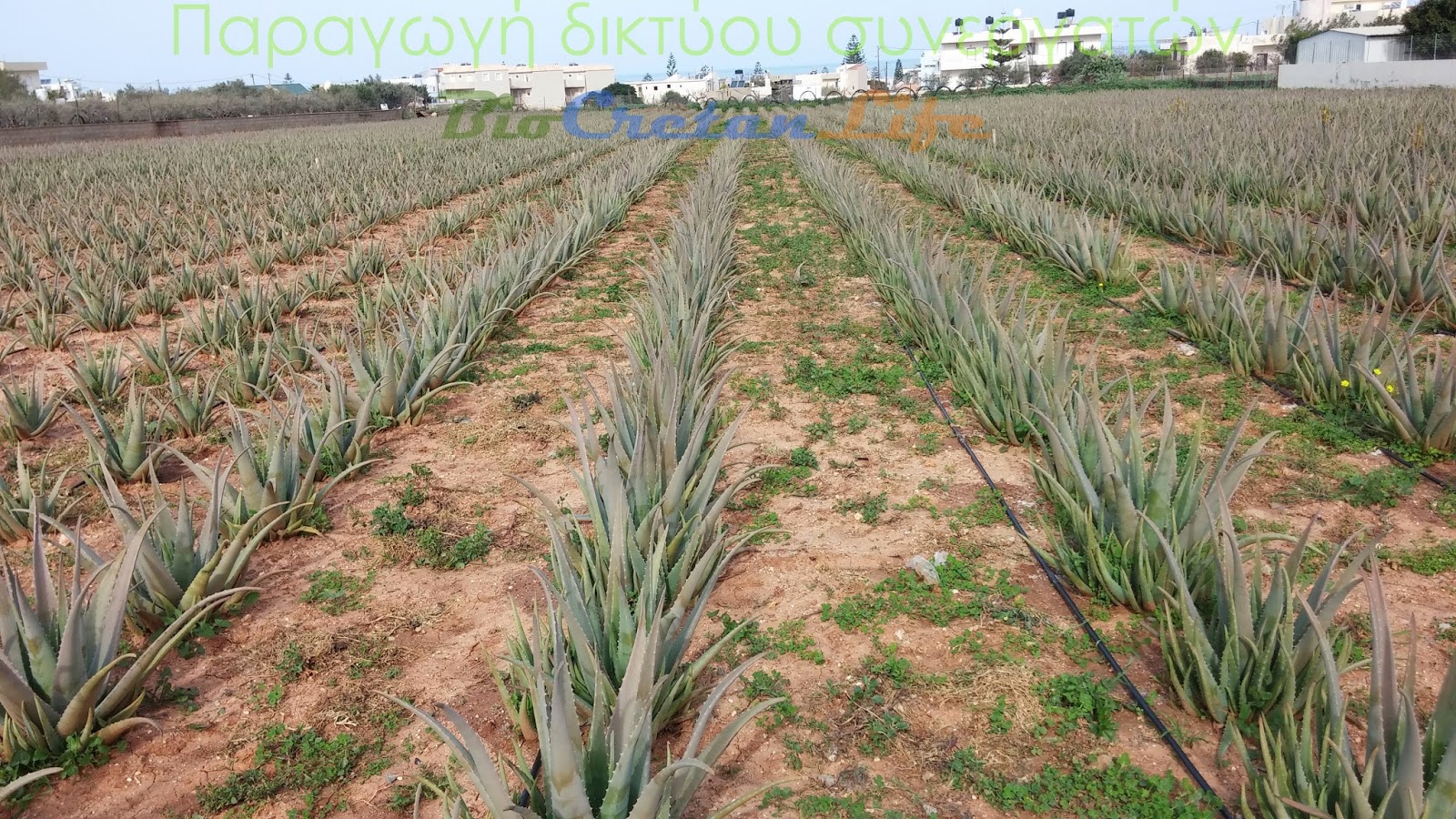 BioCretanLife: ΔΙΚΤΥΟ ΠΑΡΑΓΩΓΏΝ ΑΛΟΗ ΒΕΡΑ-ALOE VERA PRODUCTION NET WORK ...
