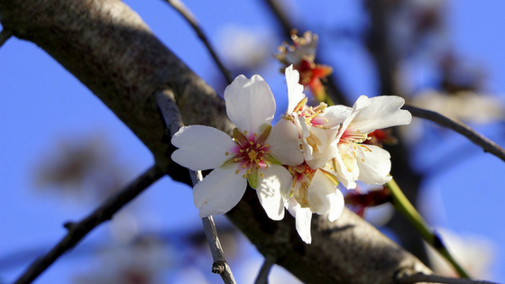 La vara de Aarón que reverdeció