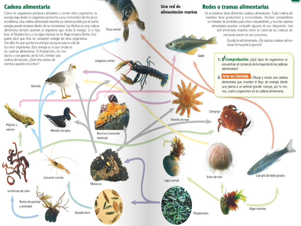 Cadena, red alimentaria y pirámide energética