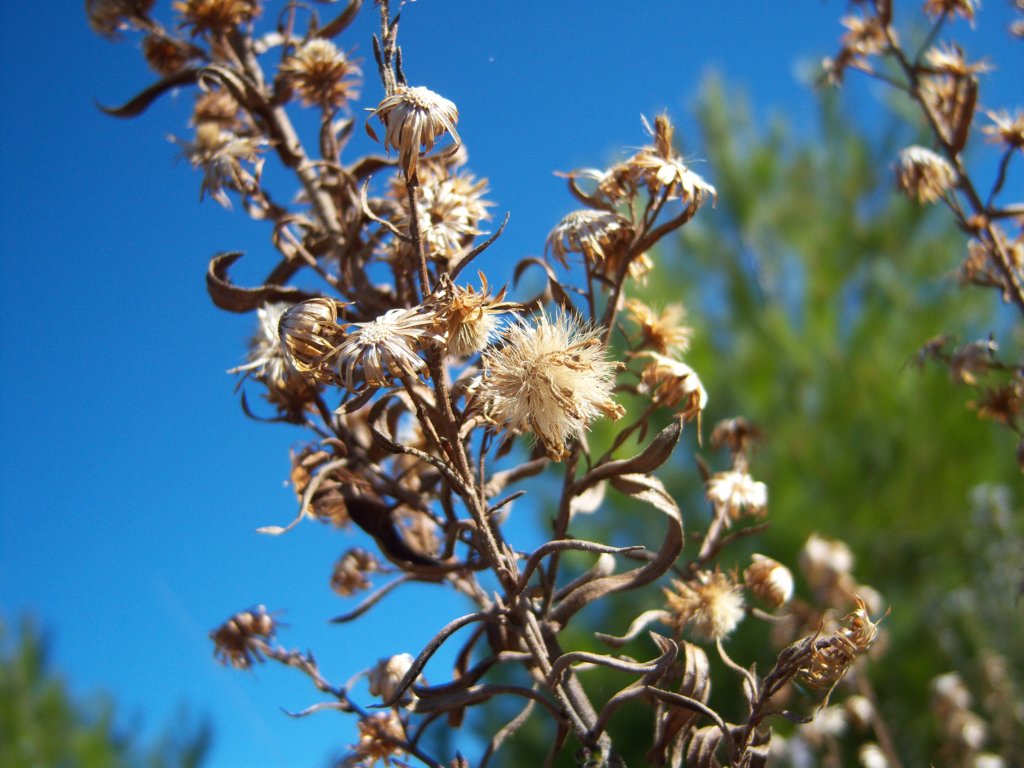OLIVARDA fruto y vilano - BOTÀNIC SERRAT