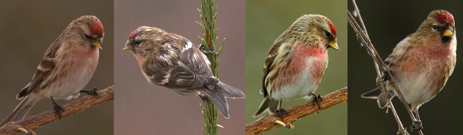 Worcestershire Redpolls and separation guide: Worcestershire Redpolls ...