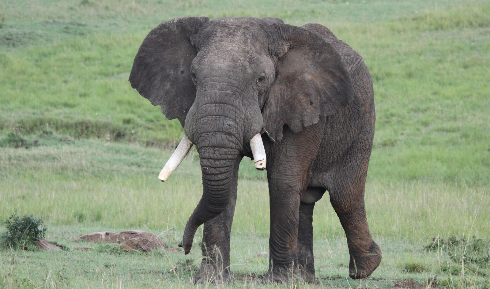 COLNE VALLEY BIRDER: February overcast and cold.Return to the Mara