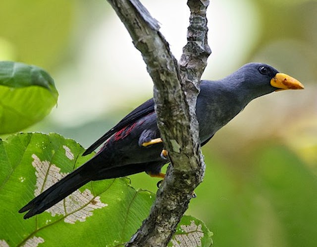 Kumpulan Foto Burung Rio-Rio Terbaik | Bang Kicau NG