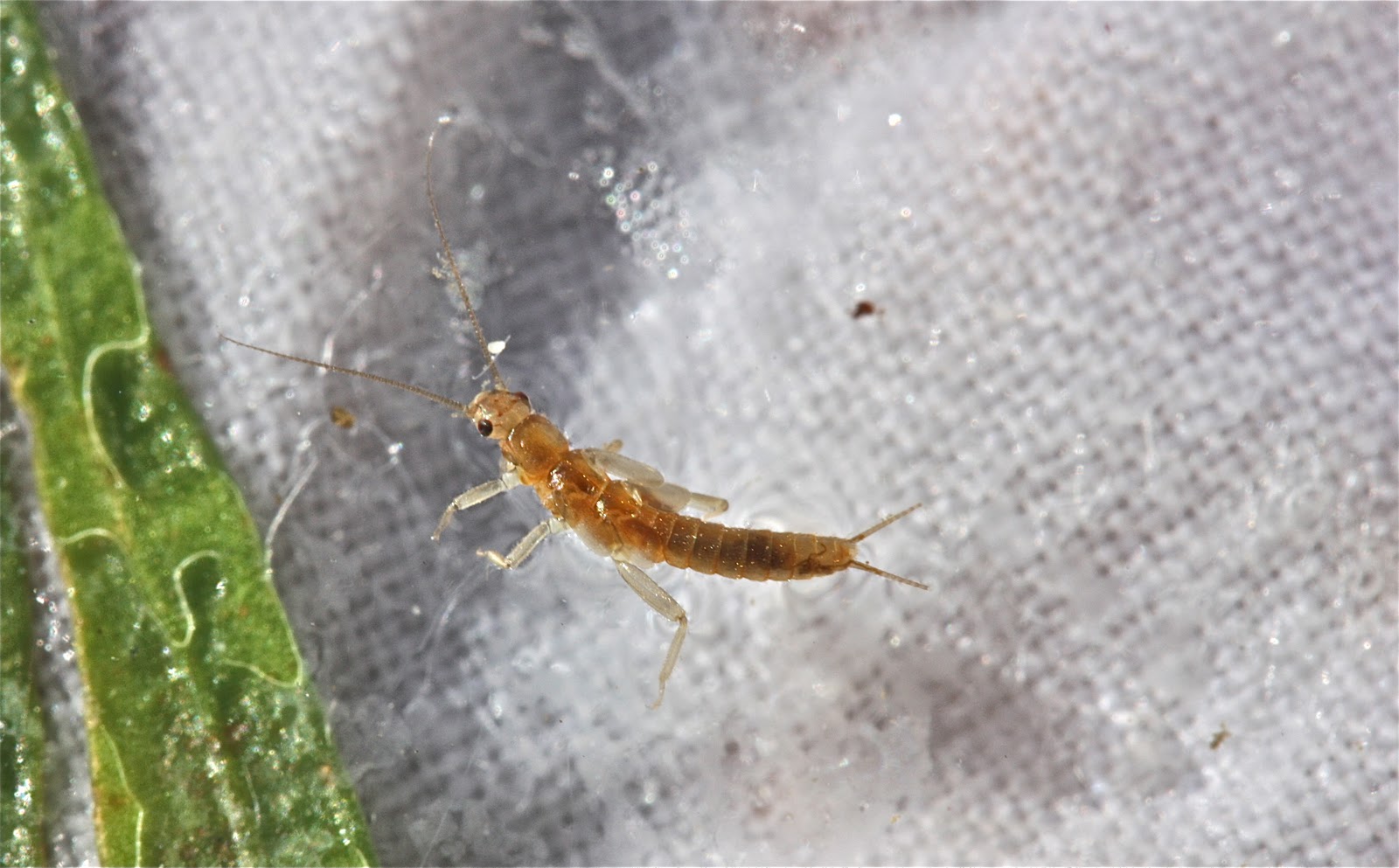 Aquatic Insects of Central Virginia: Another Stonefly Family Returns ...