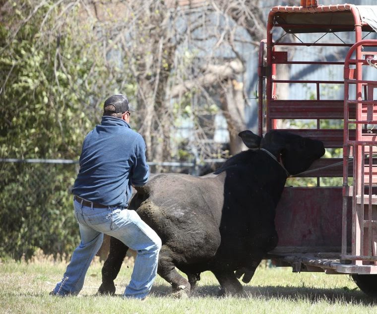 Four legged friends (and enemies): Cowboy animal control officers lasso ...