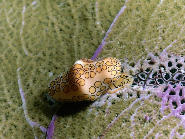Amazing underwater creatures photos (20 pics) | Amazing Creatures