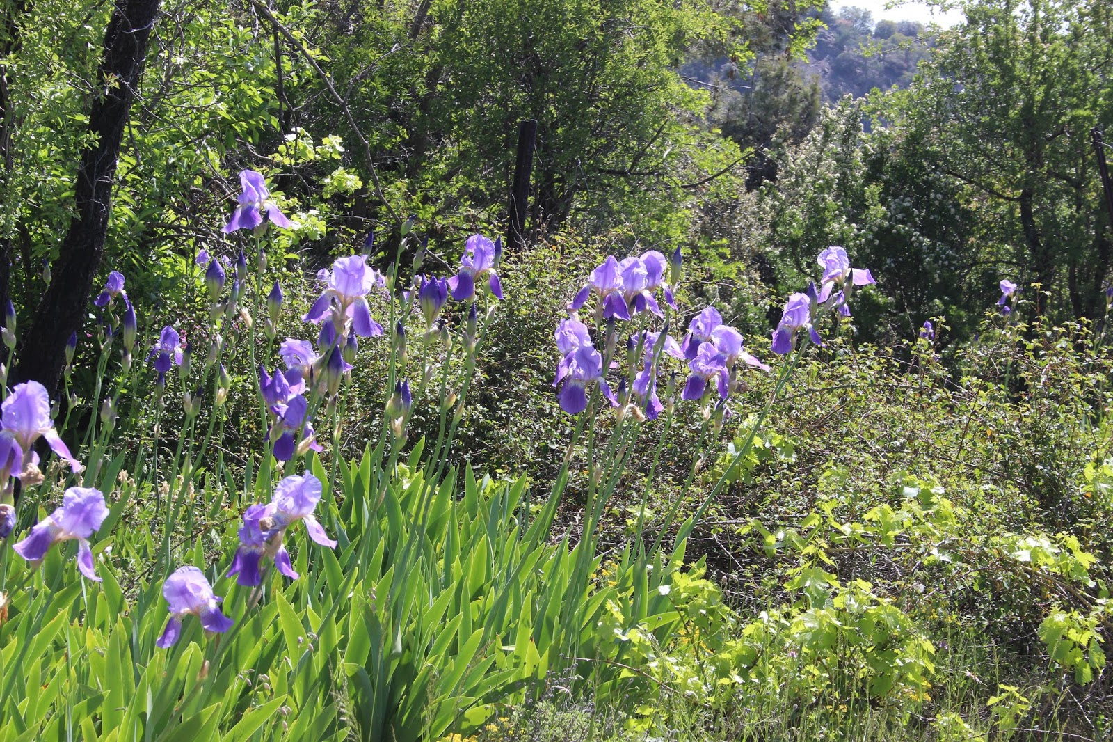 Biodiversity of Cyprus by NGO Protection of the Natural Heritage and ...