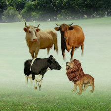 The Three Cows | Kidsjovial