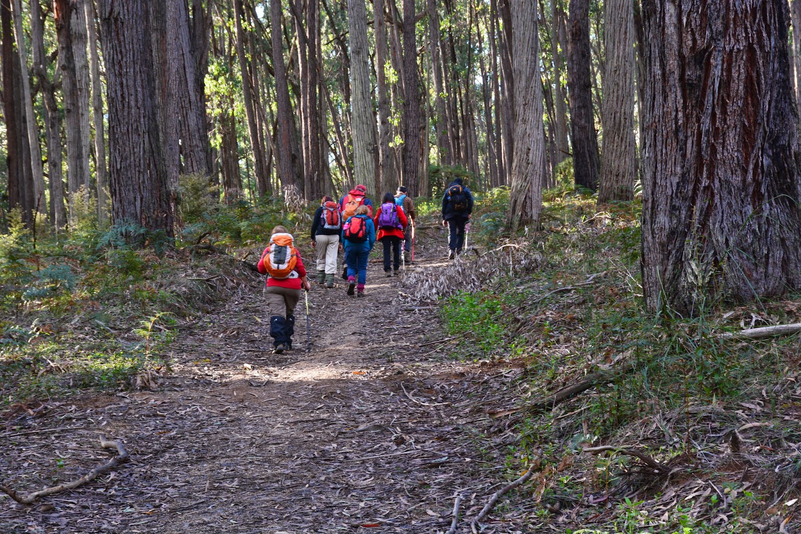 walkabouters club of victoria inc: The Four Brothers & the Button Grass ...