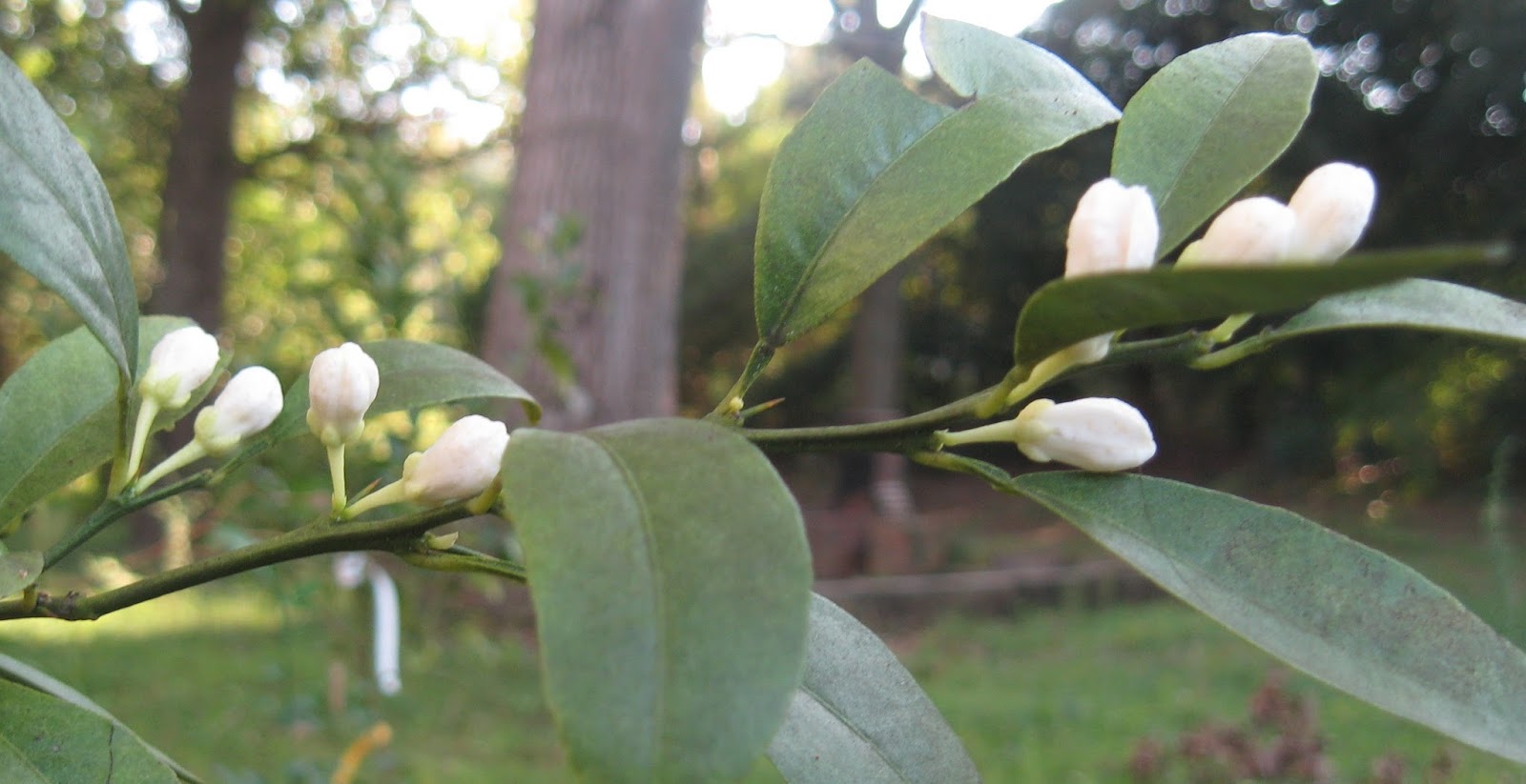 Hardy Citrus: Thomasville Citrangequat
