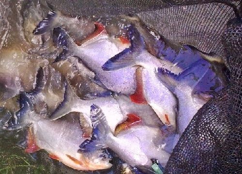 Hama dan Penyakit Ikan Bawal serta Cara Mengatasinya