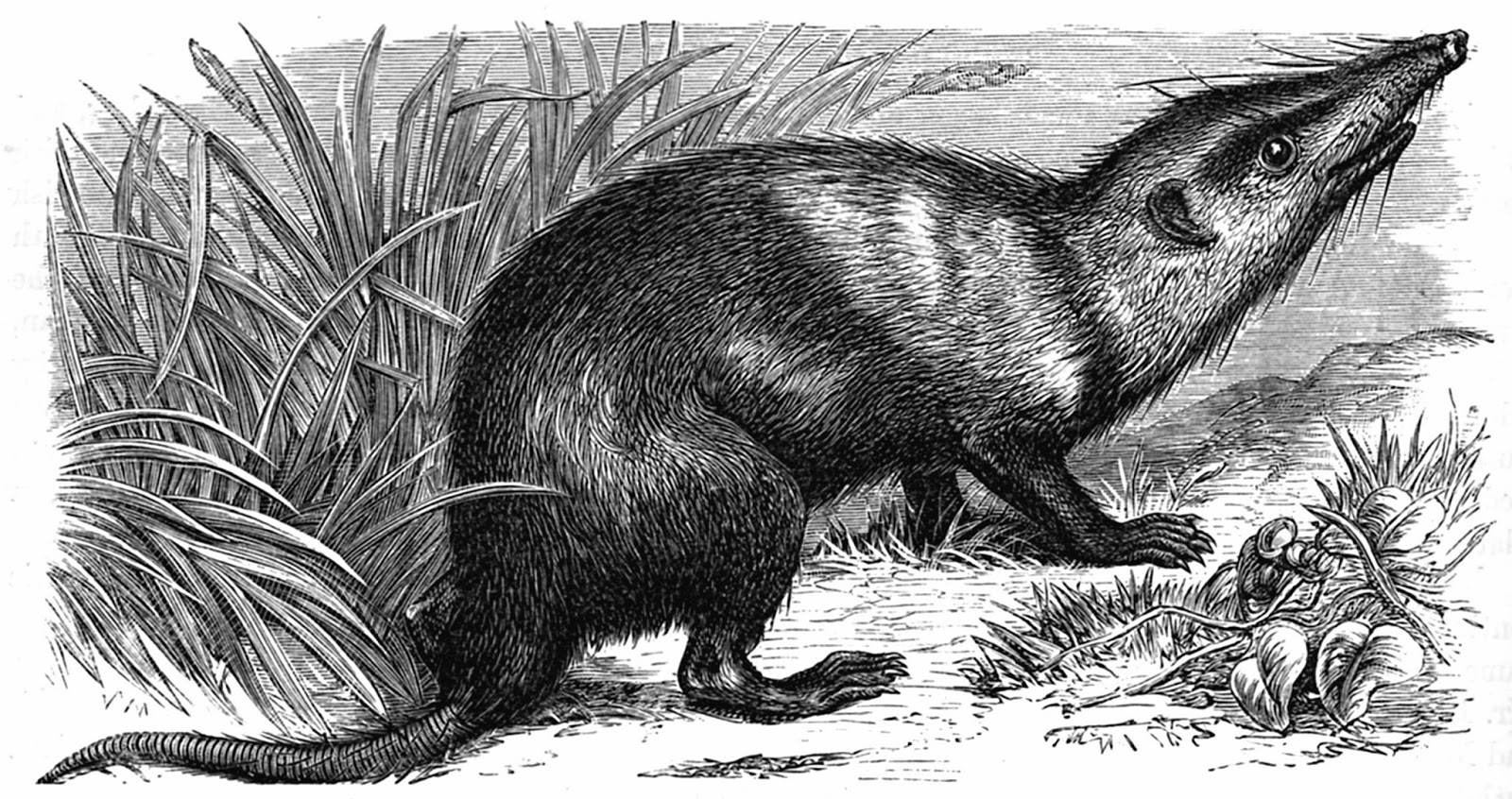 ShukerNature: UNMASKING THE MOONRAT - A HAIRY HEDGEHOG THE SIZE OF A CAT!