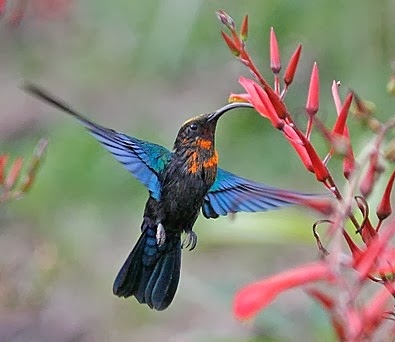 Most Terrifying & Amazing Creatures on Earth....: Stunning Purple ...