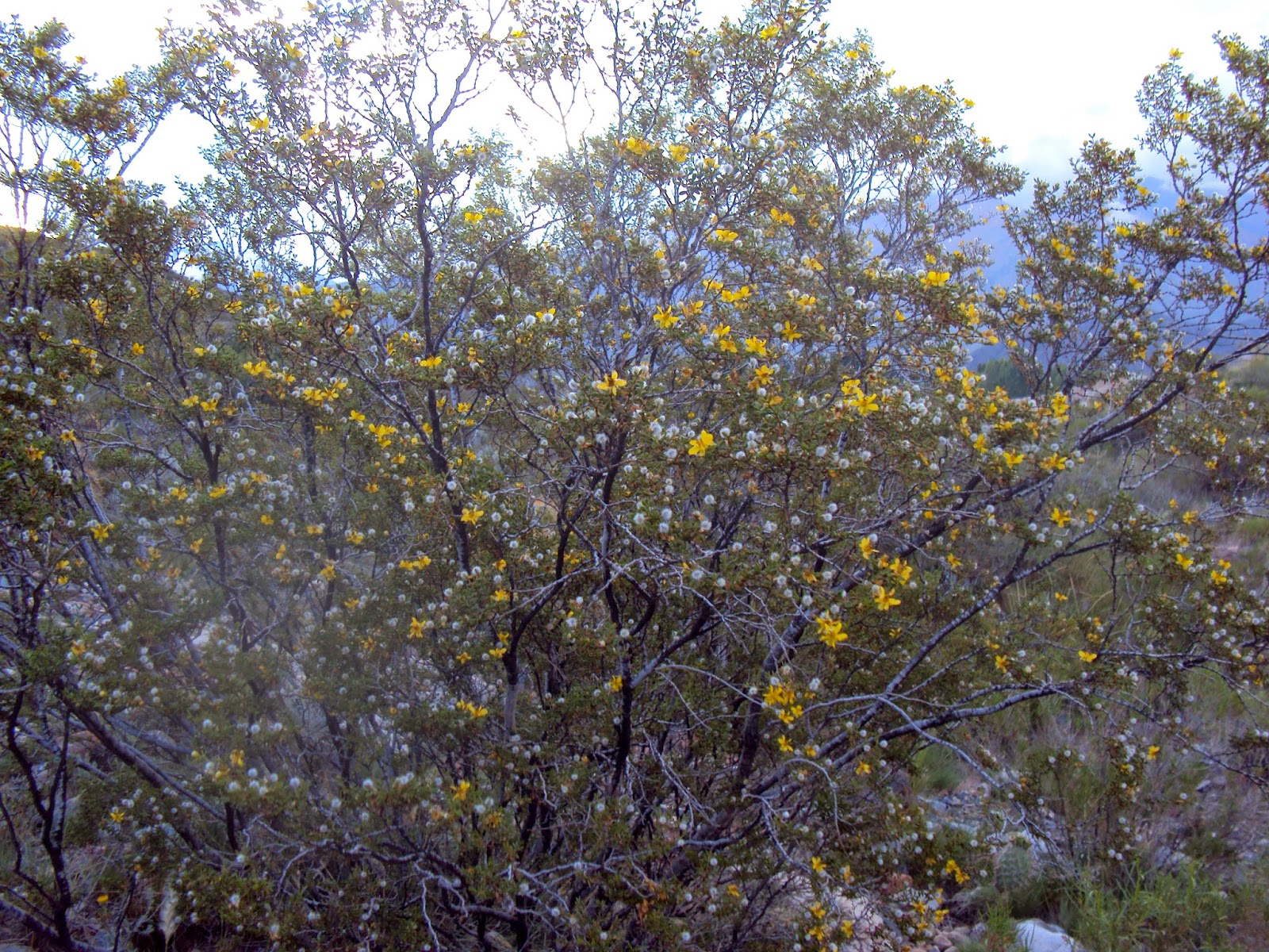 FIDEICOMISO ALTO CARDITAS