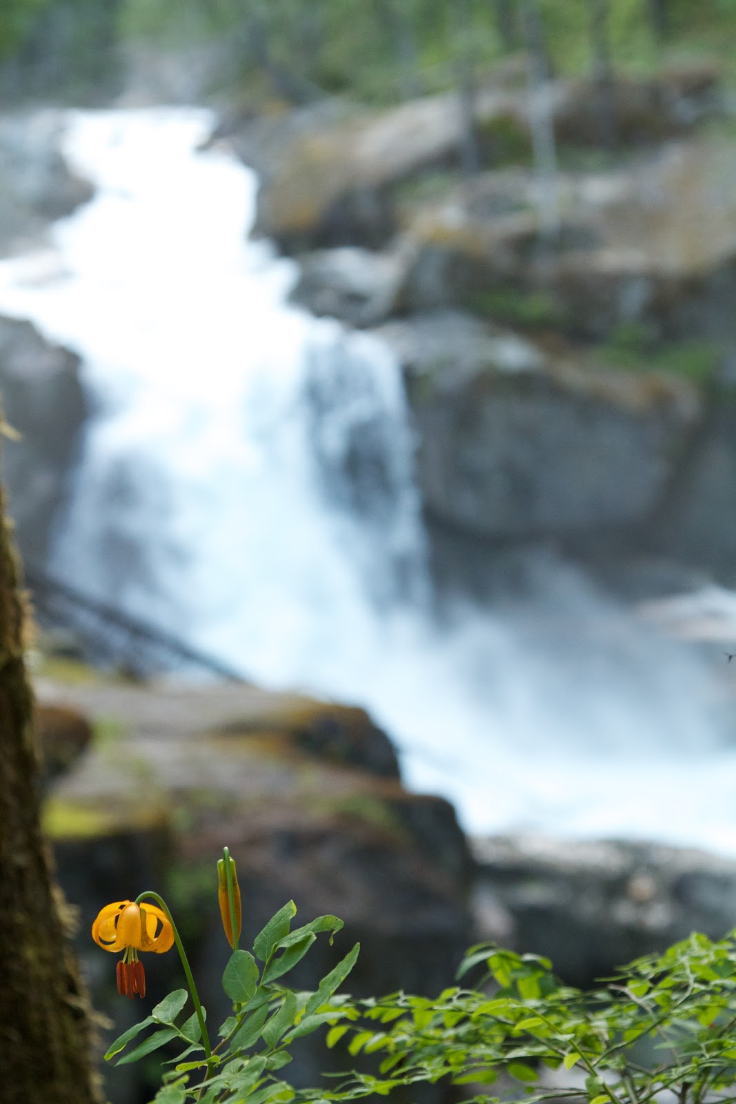 Fluid: As a lifestyle.: Silver Falls Huck and Tuck with J. Bisson