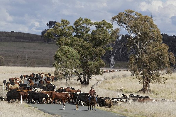 Helsie's Happenings: THE LONG PADDOCK