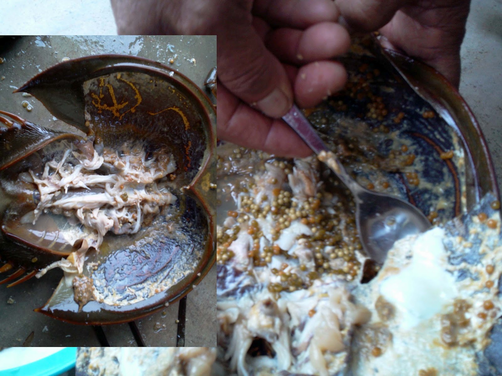 Sotong: Menu: Belangkas