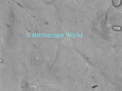Microscope World Blog: Phase Contrast