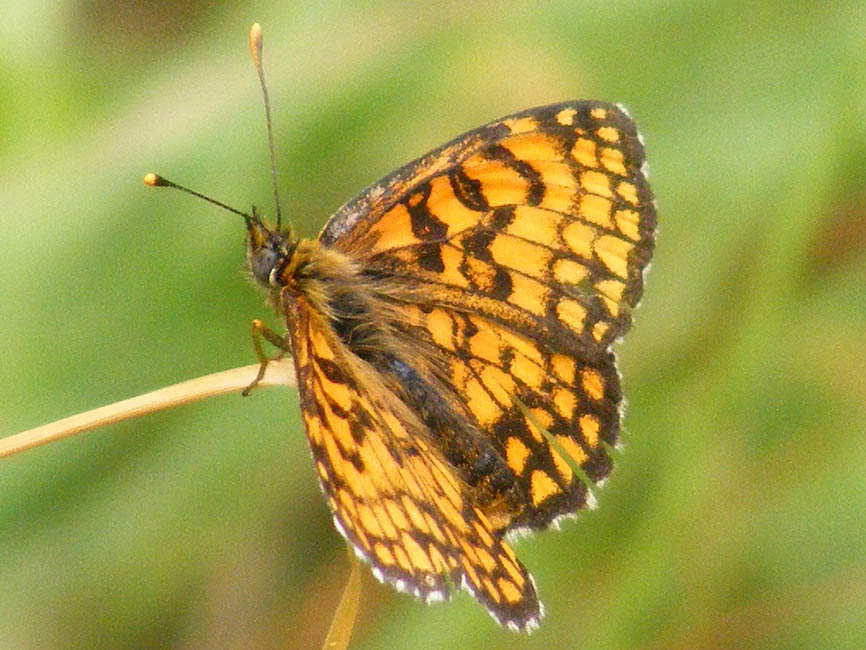 Days on the Claise: Heath Fritillary butterfly - a photo series